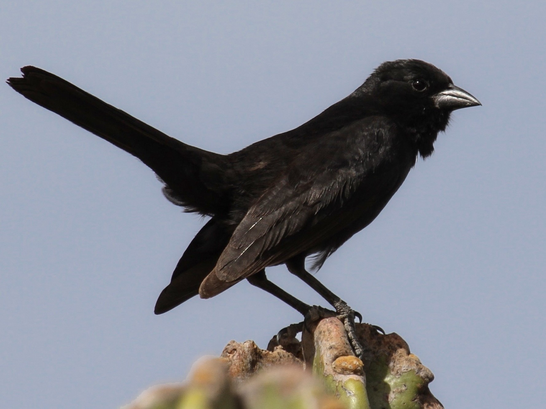 Tordo Boliviano - eBird