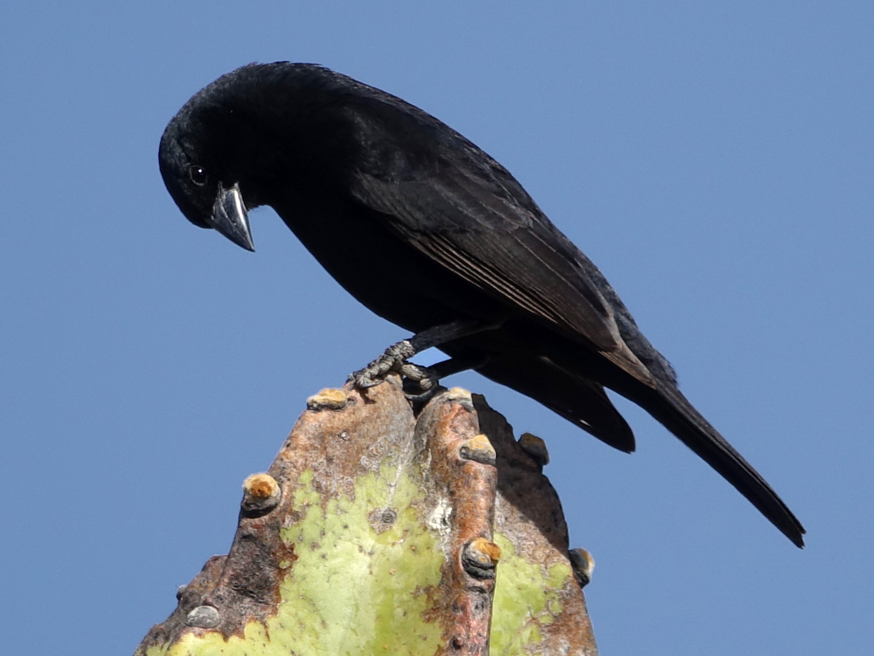 Tordo Boliviano - eBird