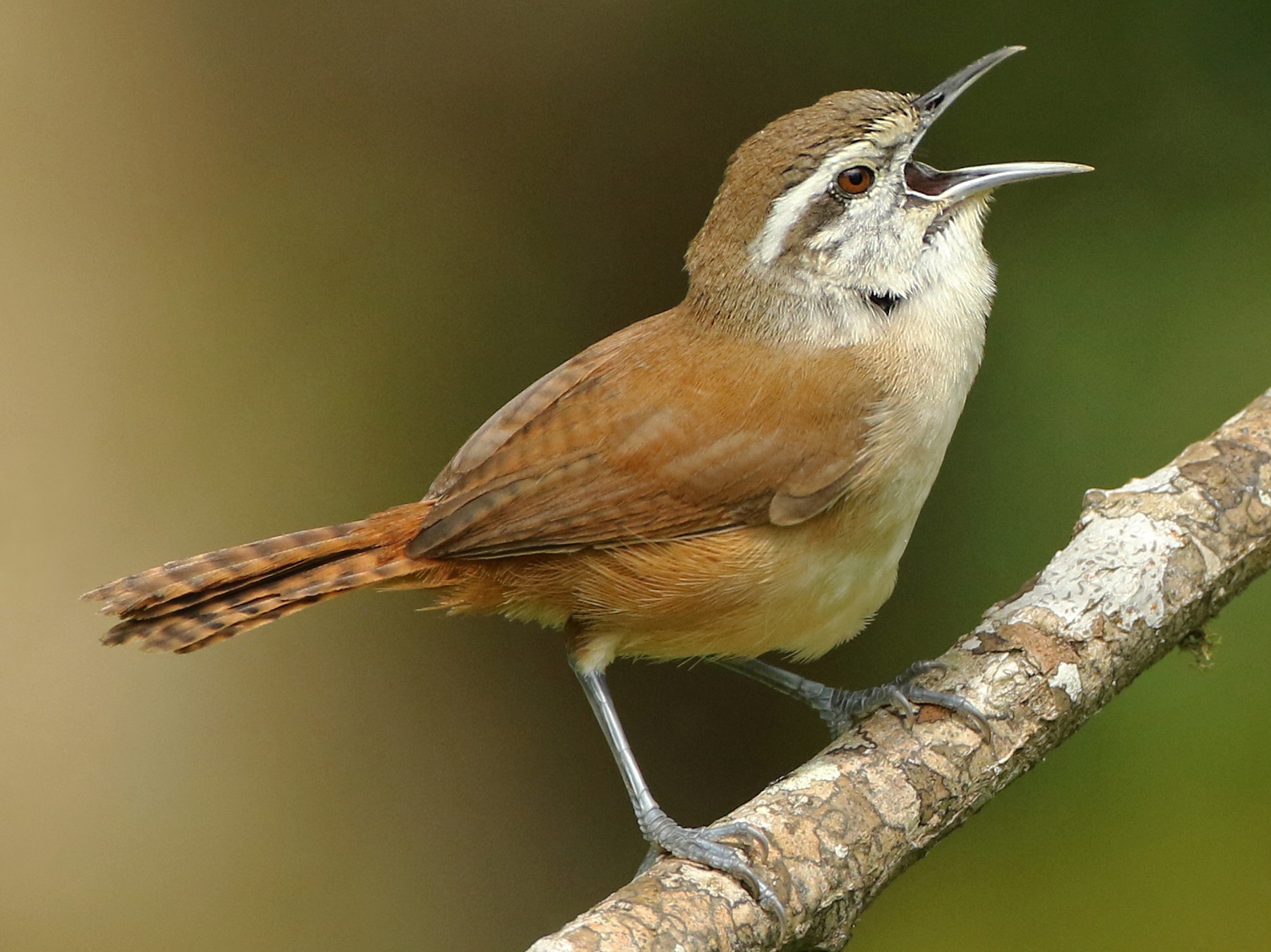 Cabanis's Wren - eBird