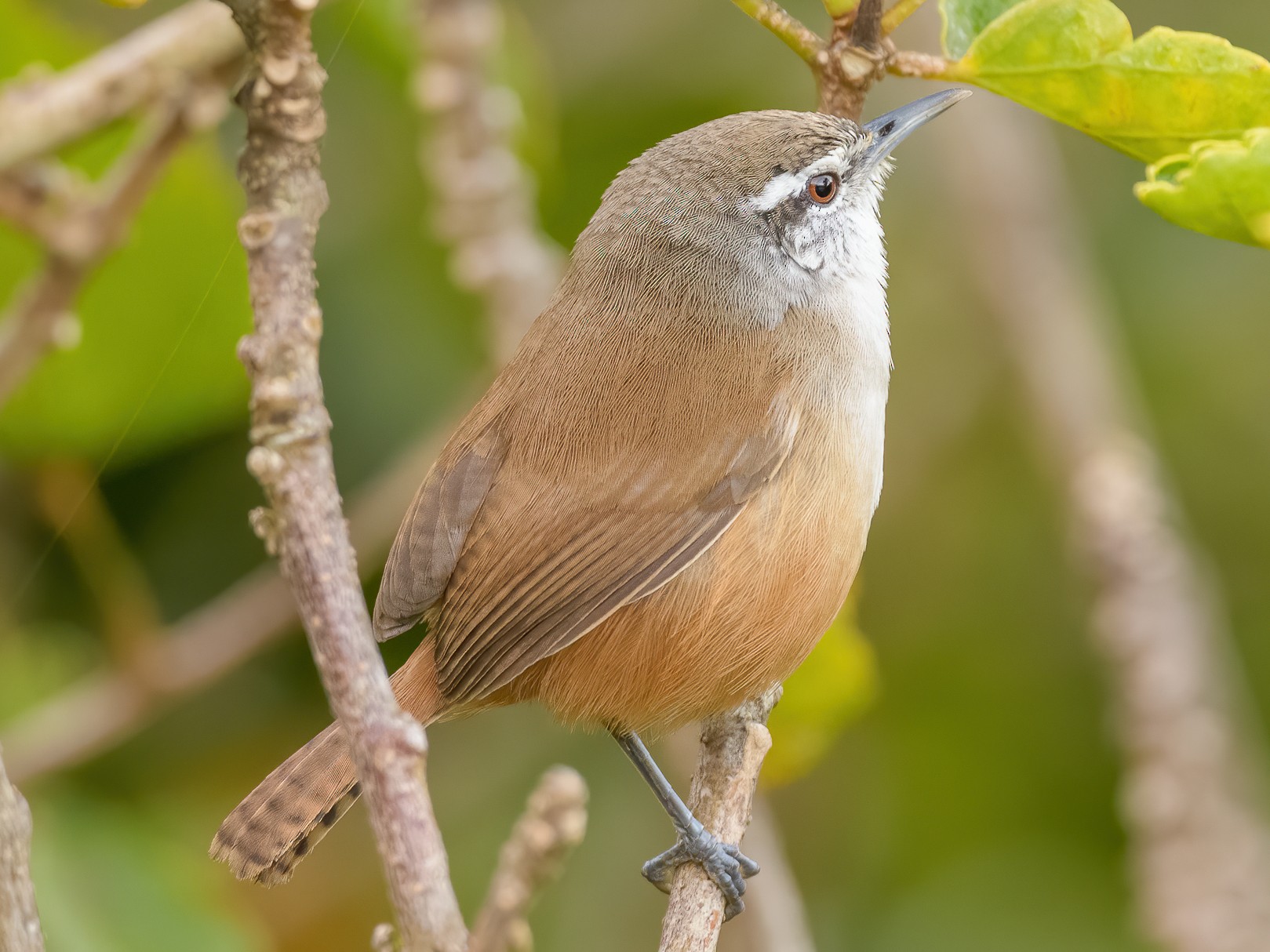 Cabanis's Wren - eBird