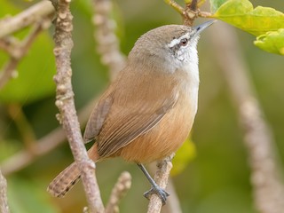 Cabanis's Wren - eBird