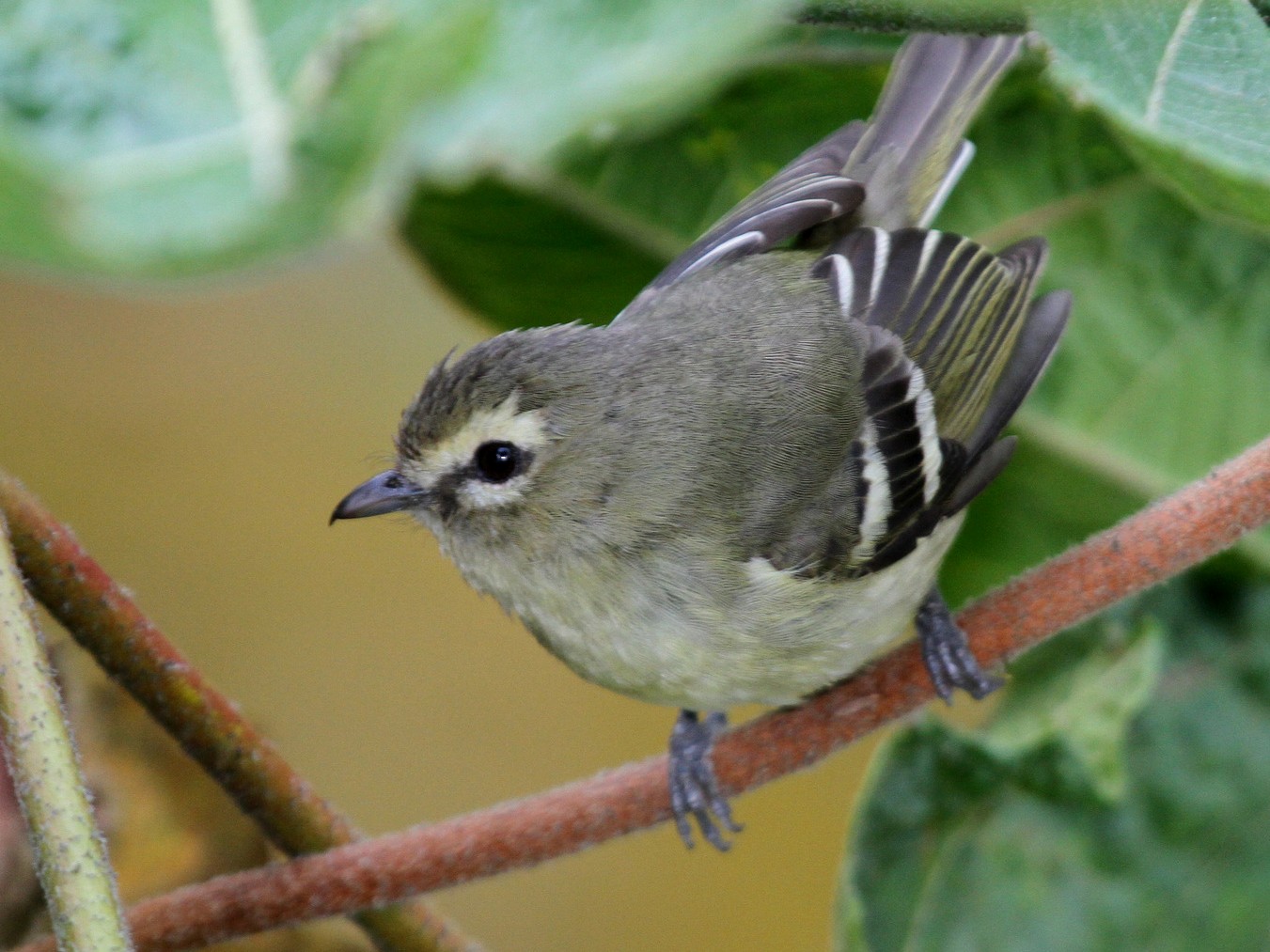 Yellow-winged Vireo - eBird