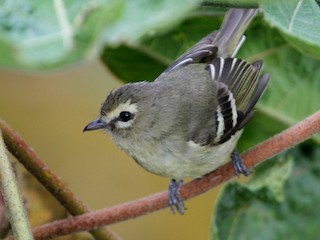 Yellow-winged Vireo - eBird