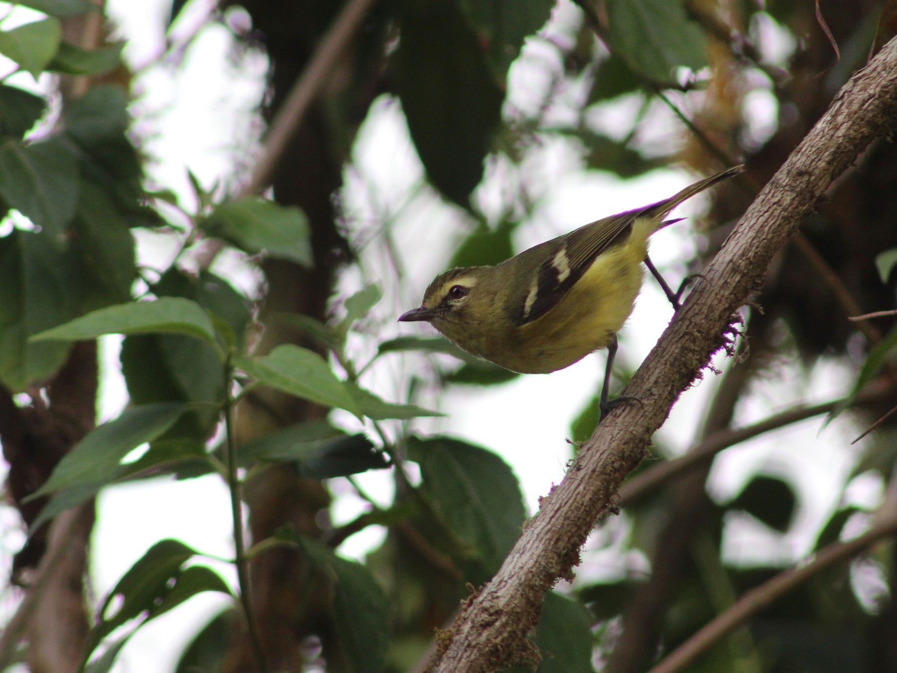 Yellow-winged Vireo - eBird