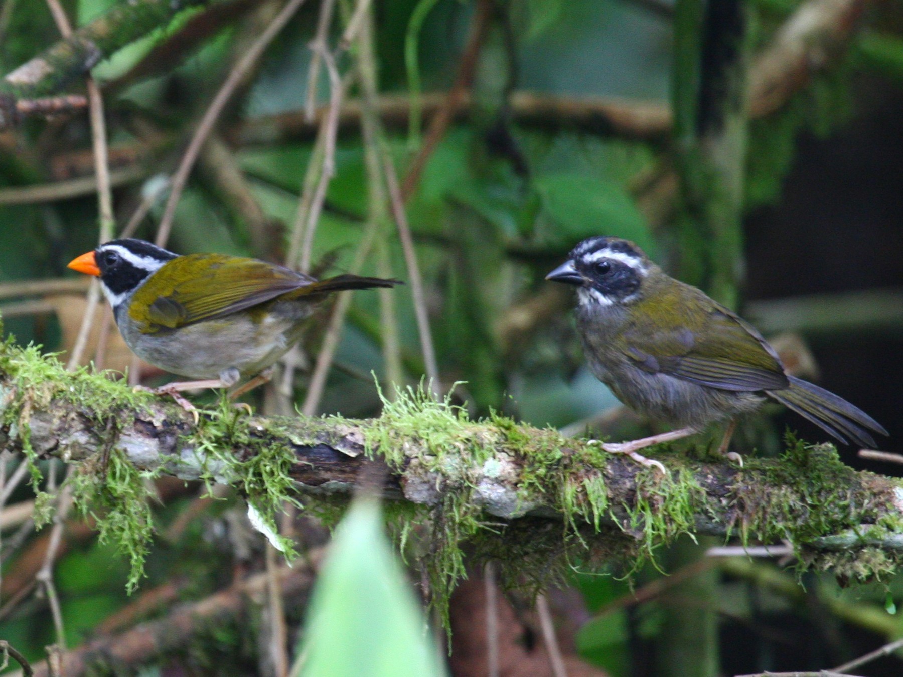 Orange-billed Sparrow - eBird