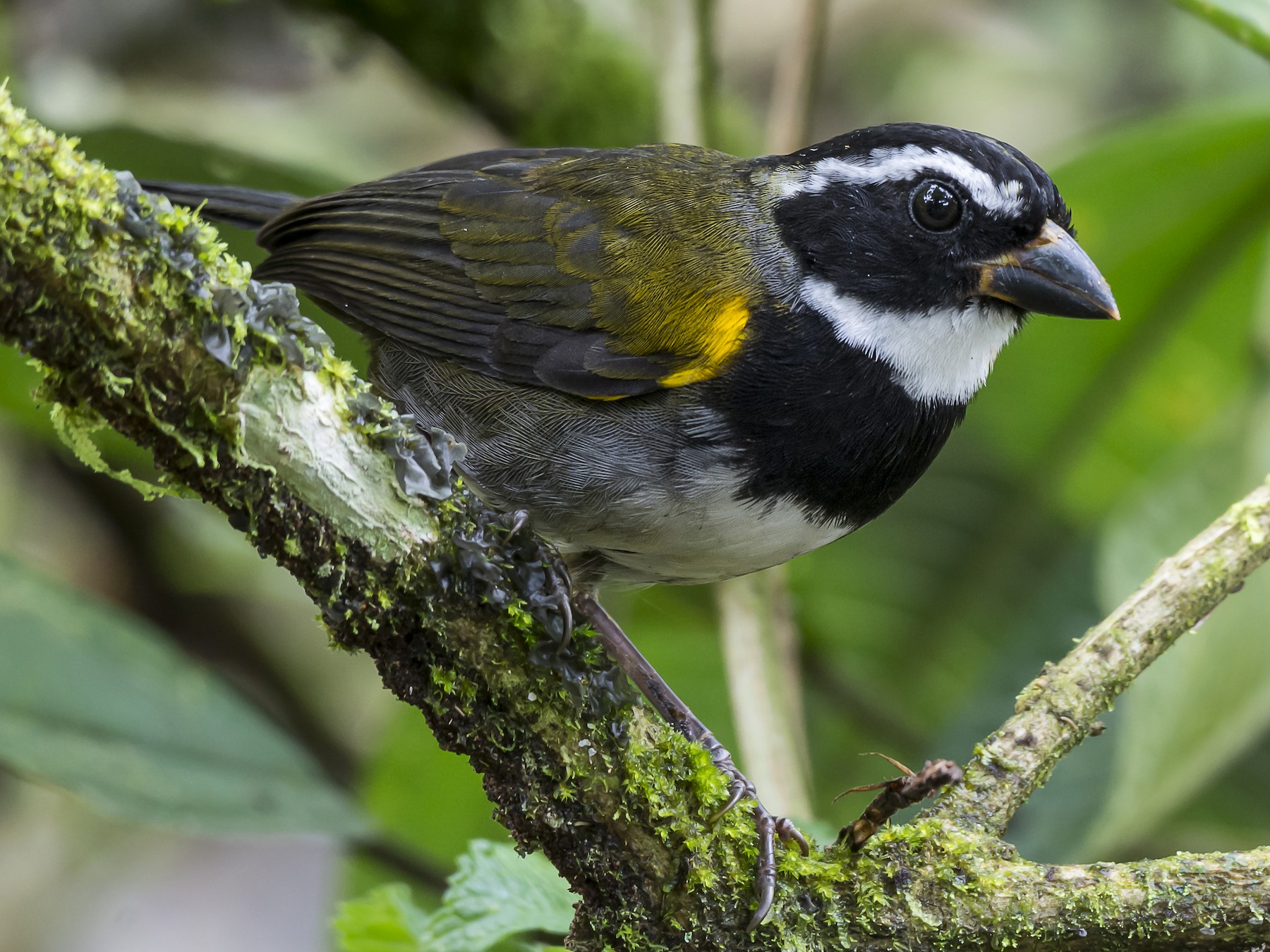 Orange-billed Sparrow - eBird