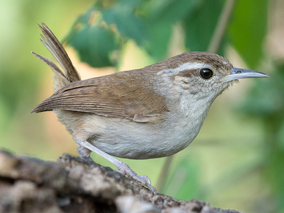 White-bellied Wren - eBird