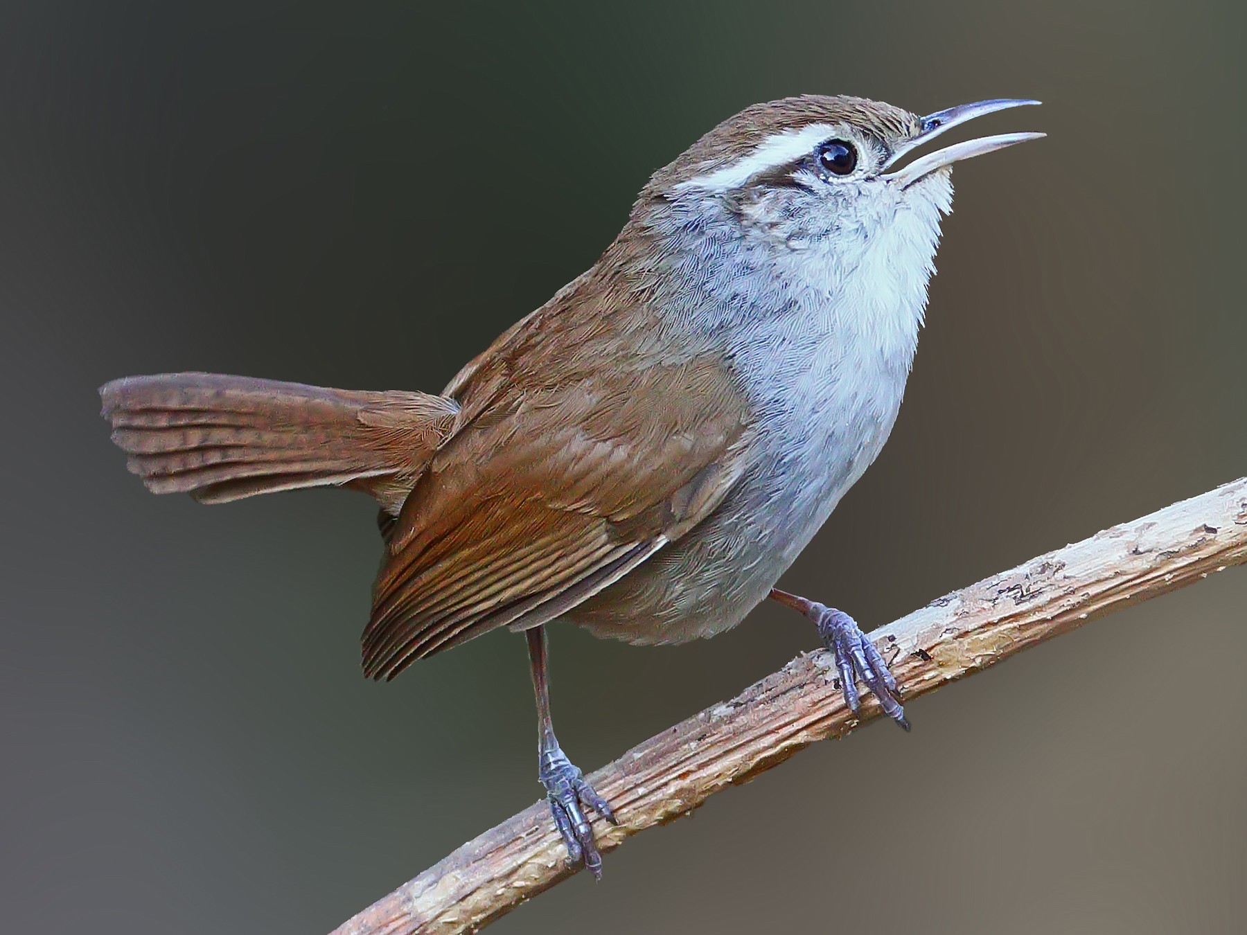 White-bellied Wren - eBird