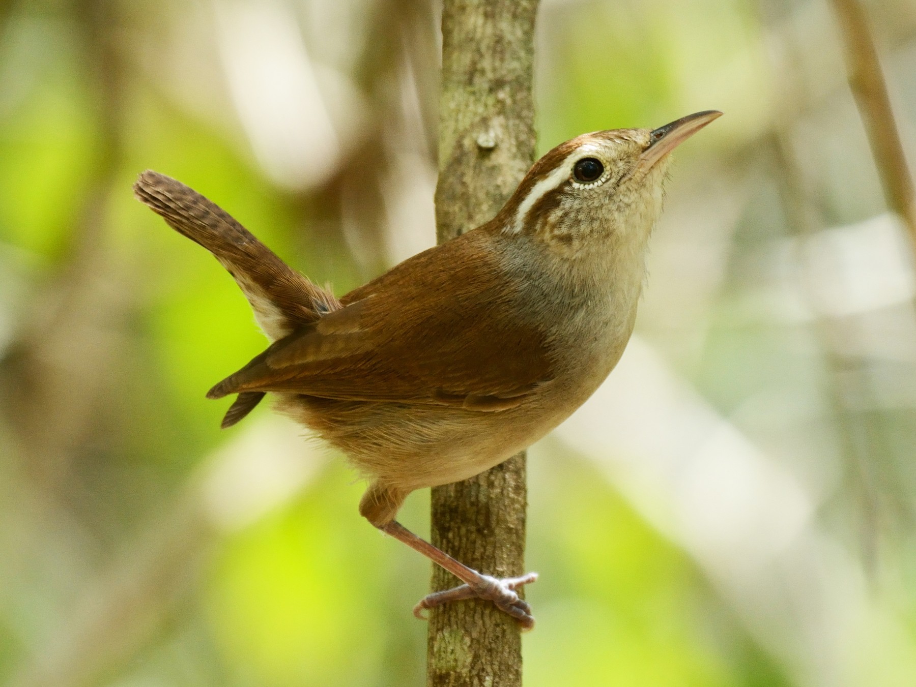 White-bellied Wren - eBird