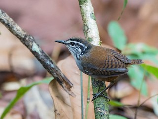 White-breasted Wood-Wren - eBird