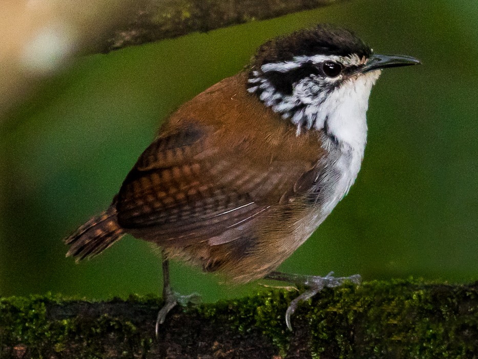 White-breasted Wood-Wren - eBird