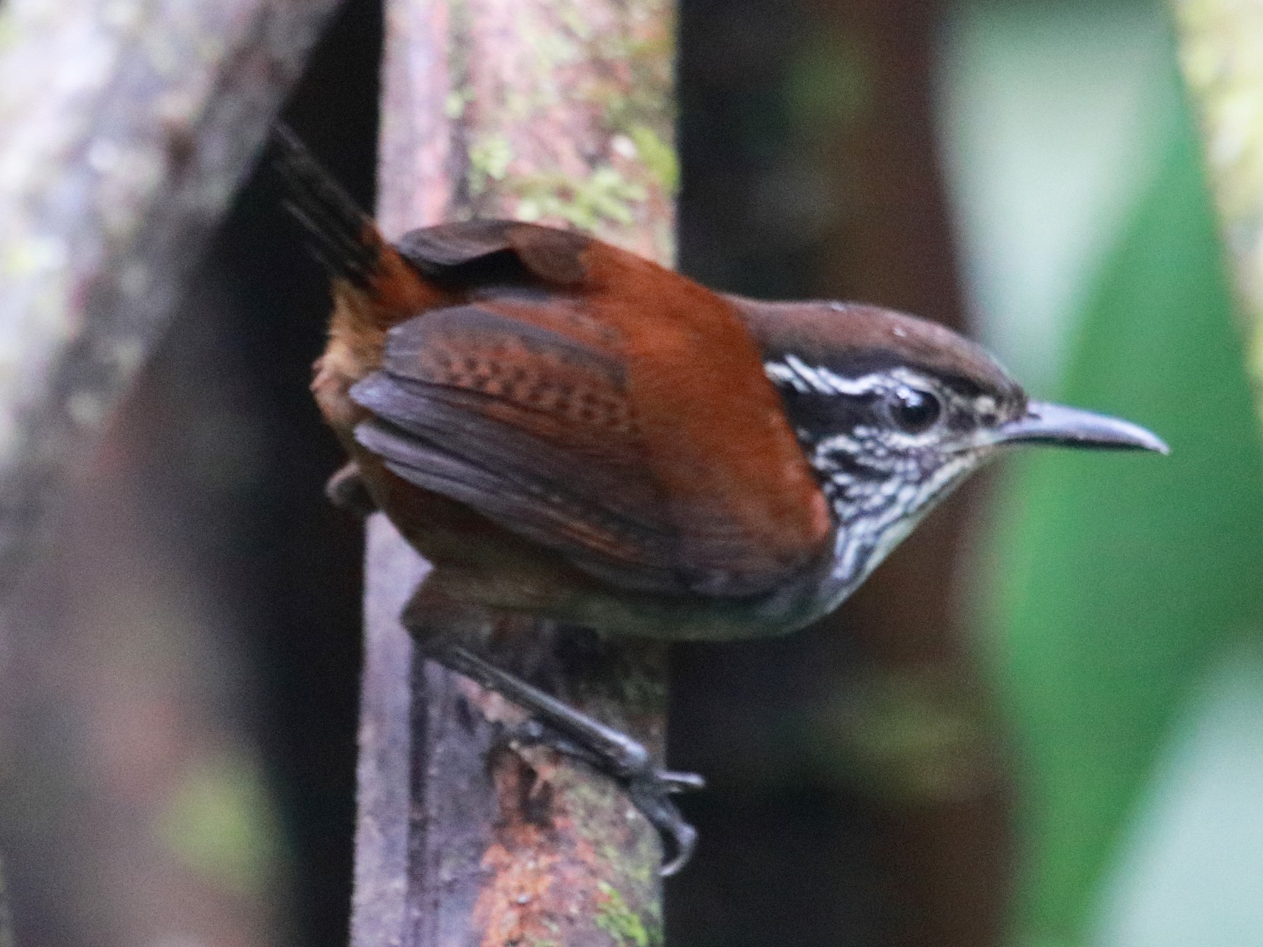 White-breasted Wood-Wren - eBird