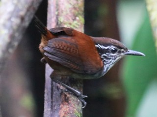 White-breasted Wood-Wren - eBird