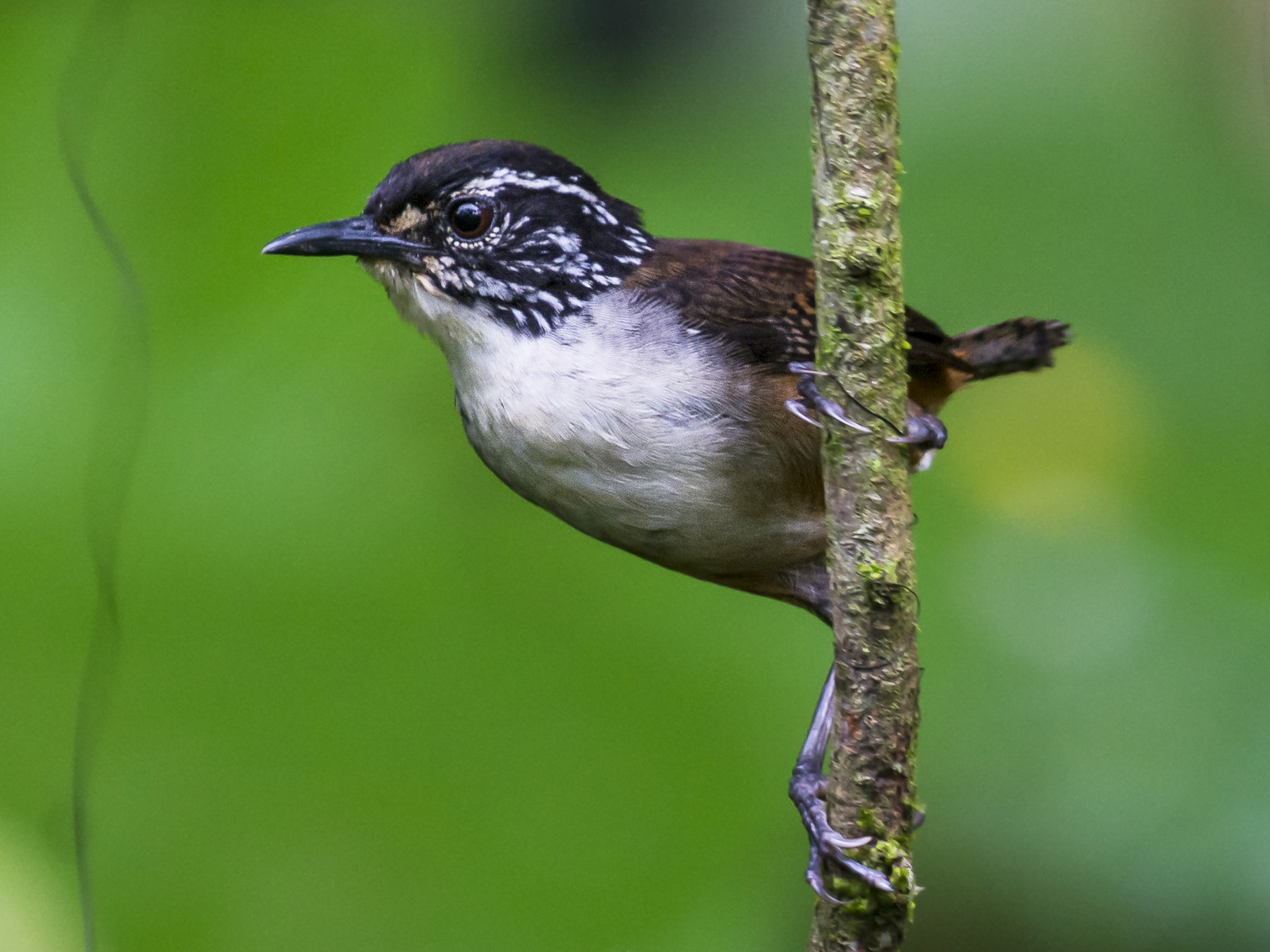 White-breasted Wood-Wren - eBird