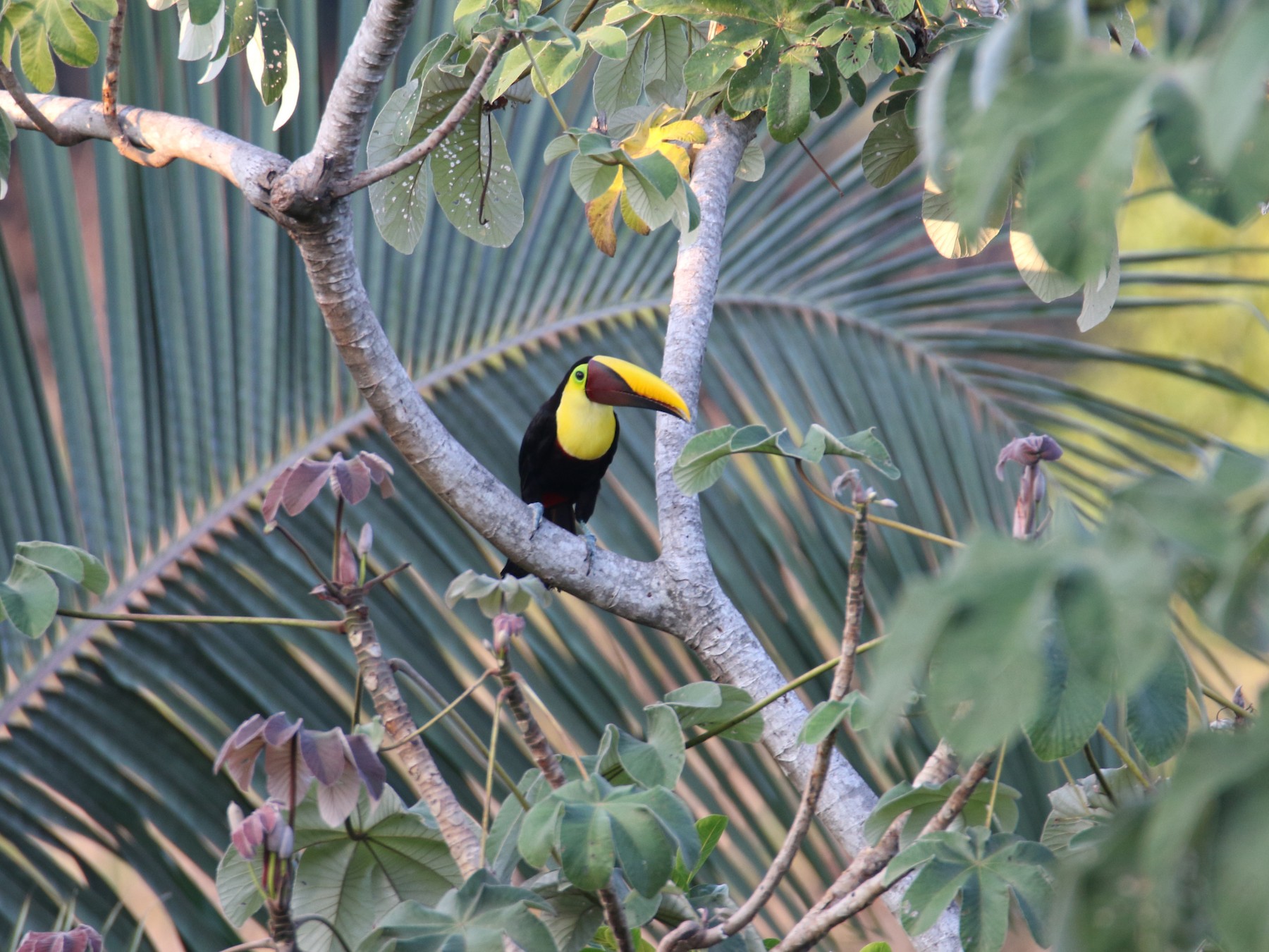 Yellow-throated Toucan - eBird