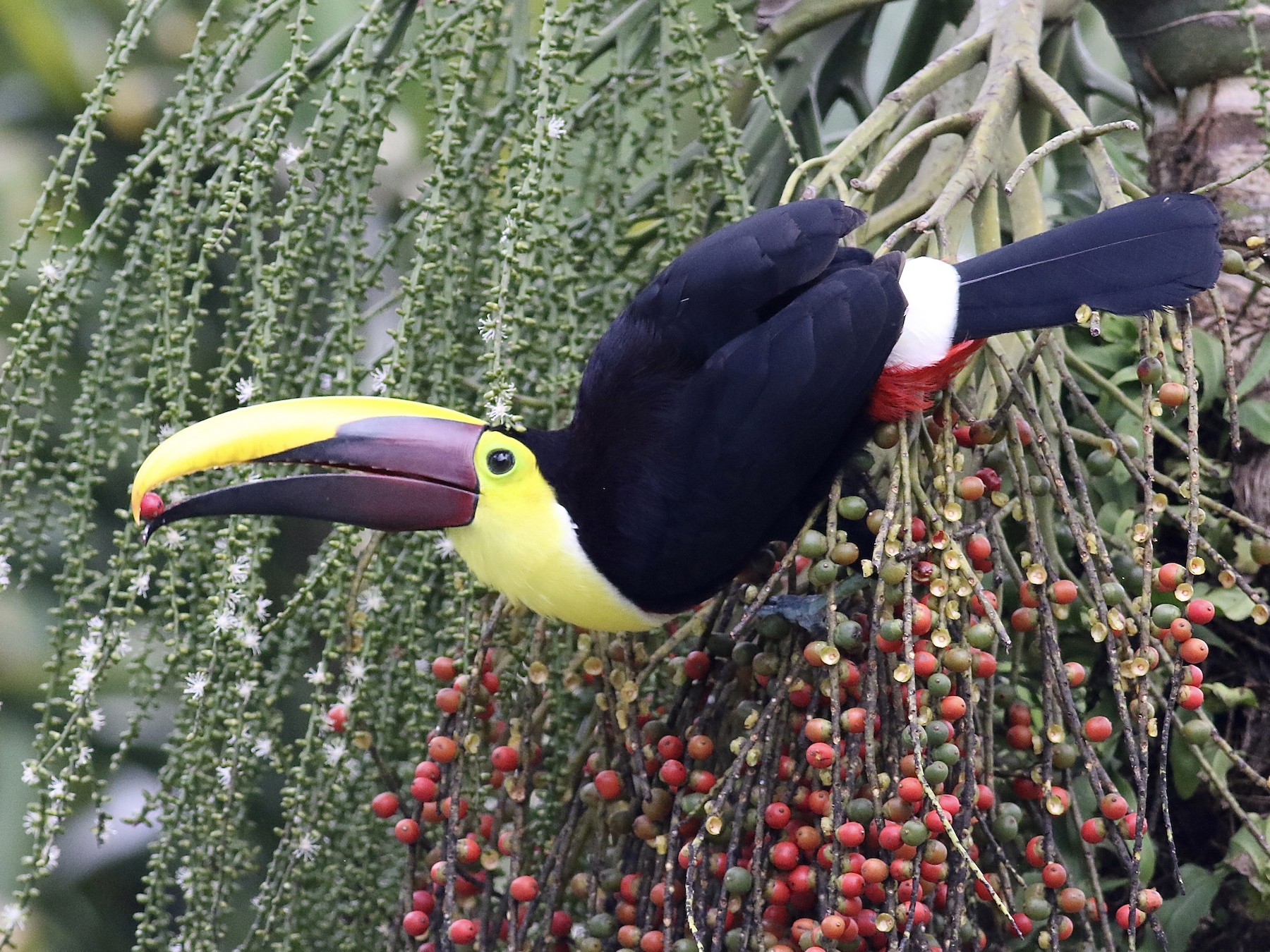 Diostedé Pico Negro - eBird