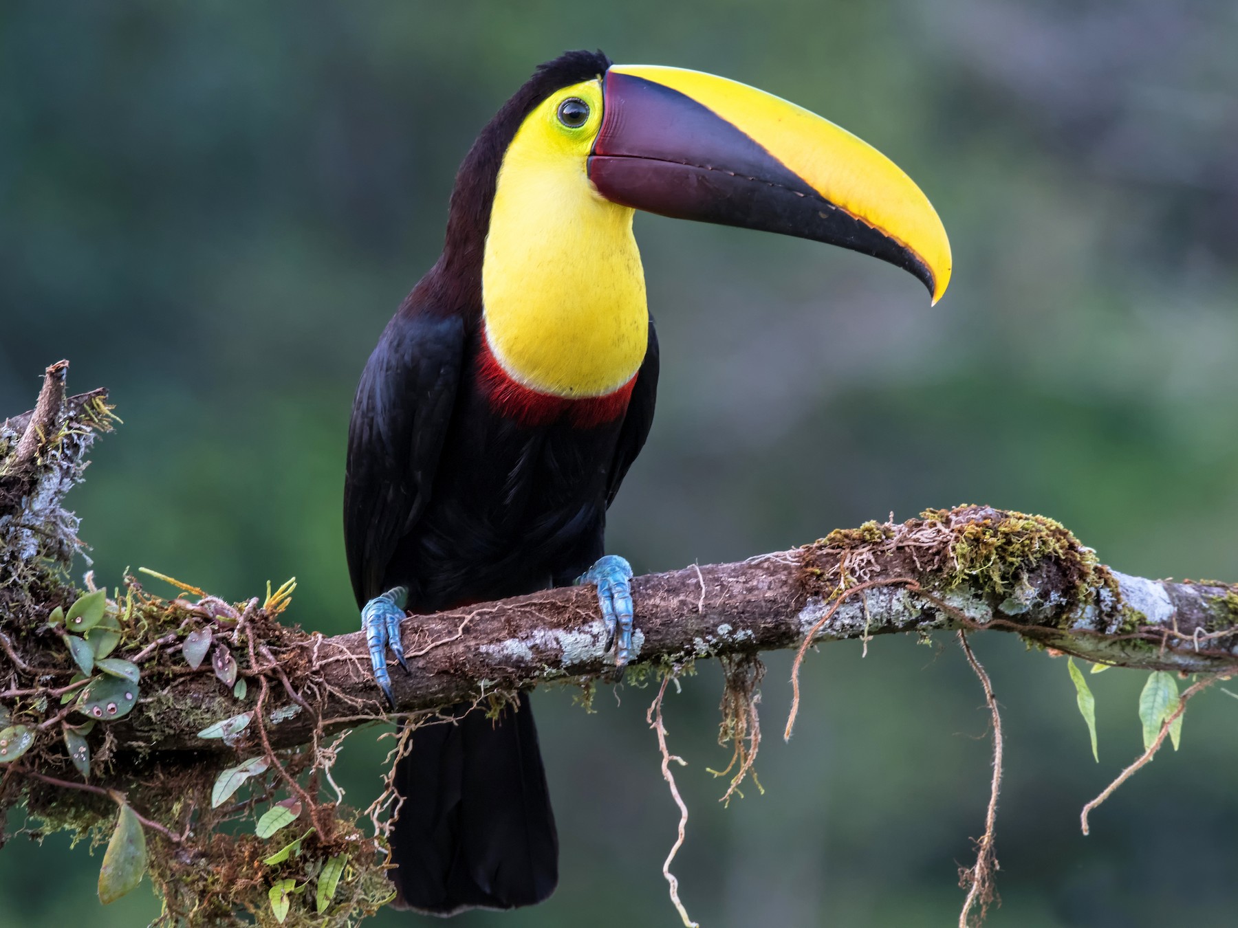 Yellow-throated Toucan - eBird