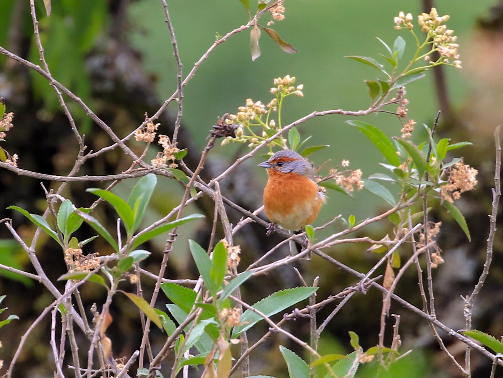 Rusty-browed Warbling Finch - eBird