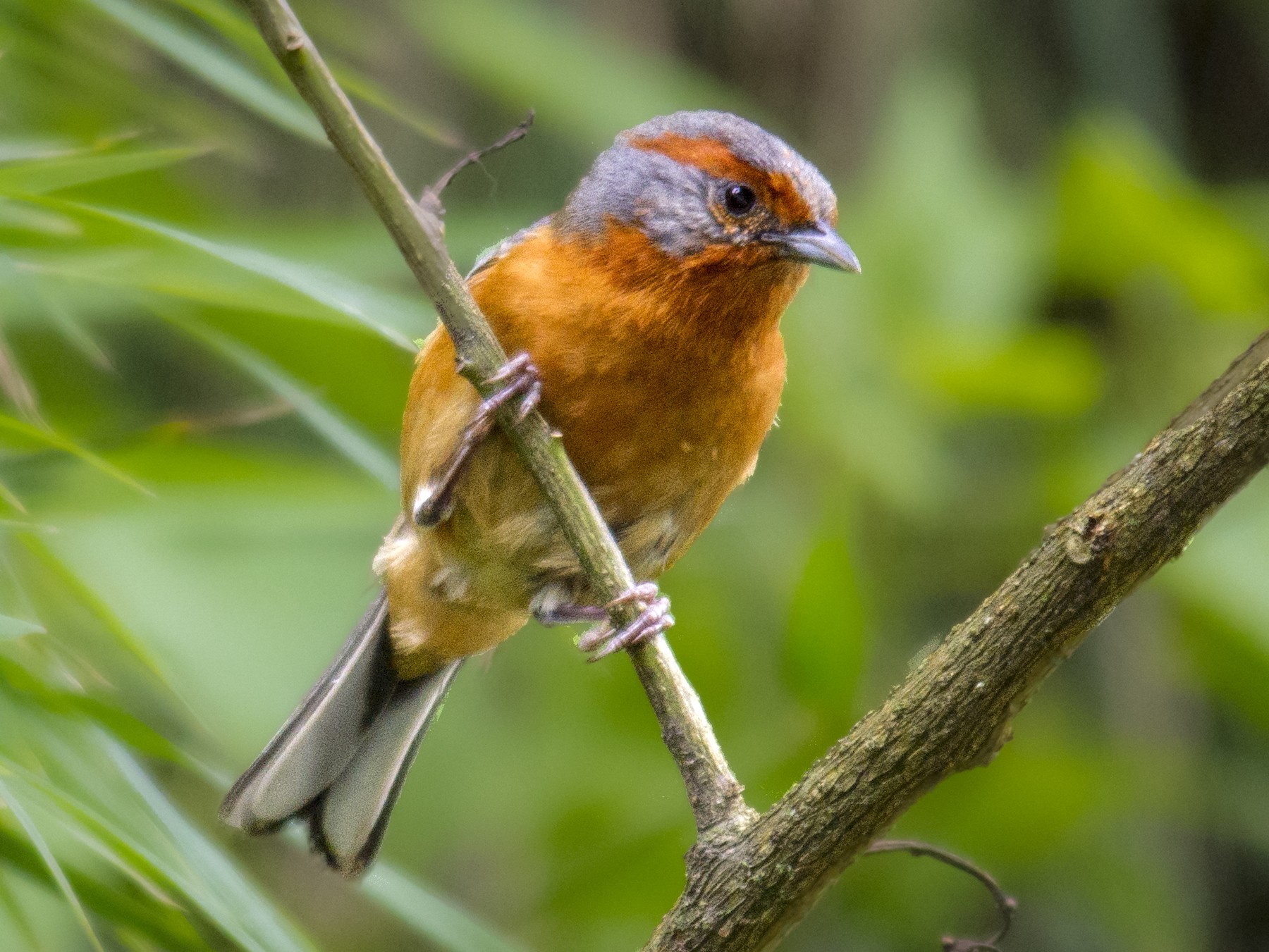 Rusty-browed Warbling Finch - eBird