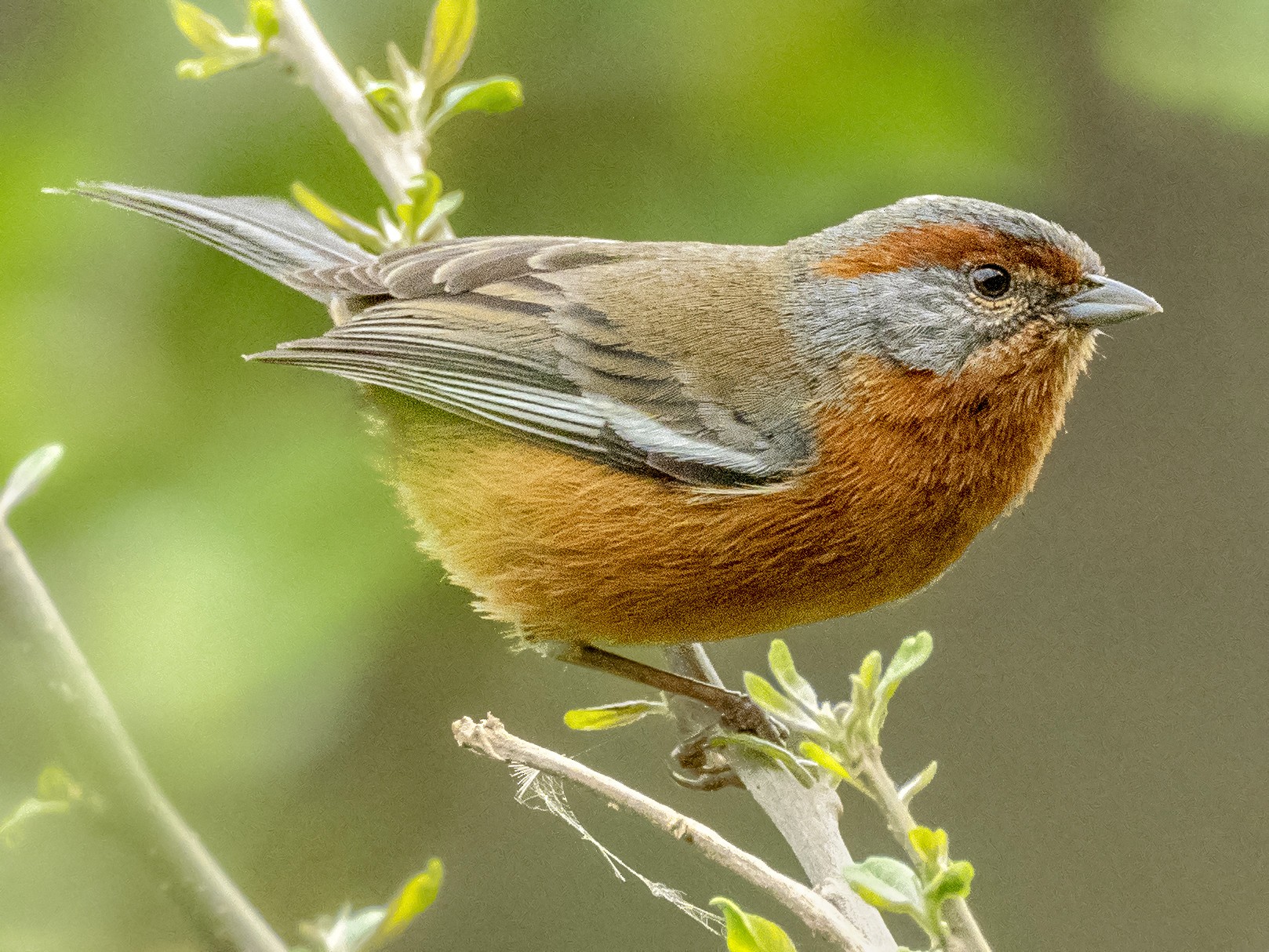 Rusty-browed Warbling Finch - eBird