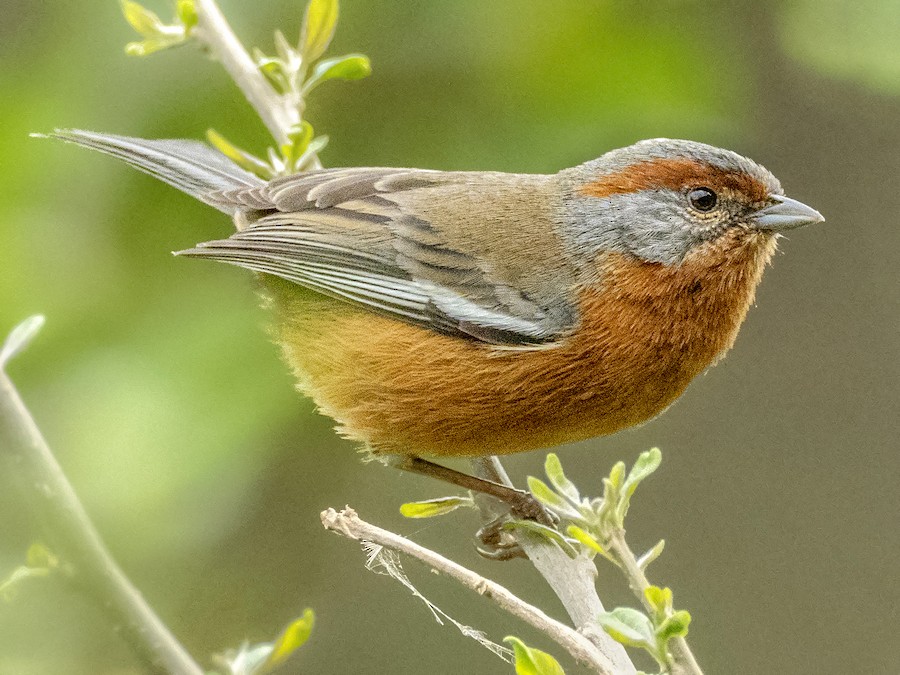 Rusty-browed Warbling Finch - eBird