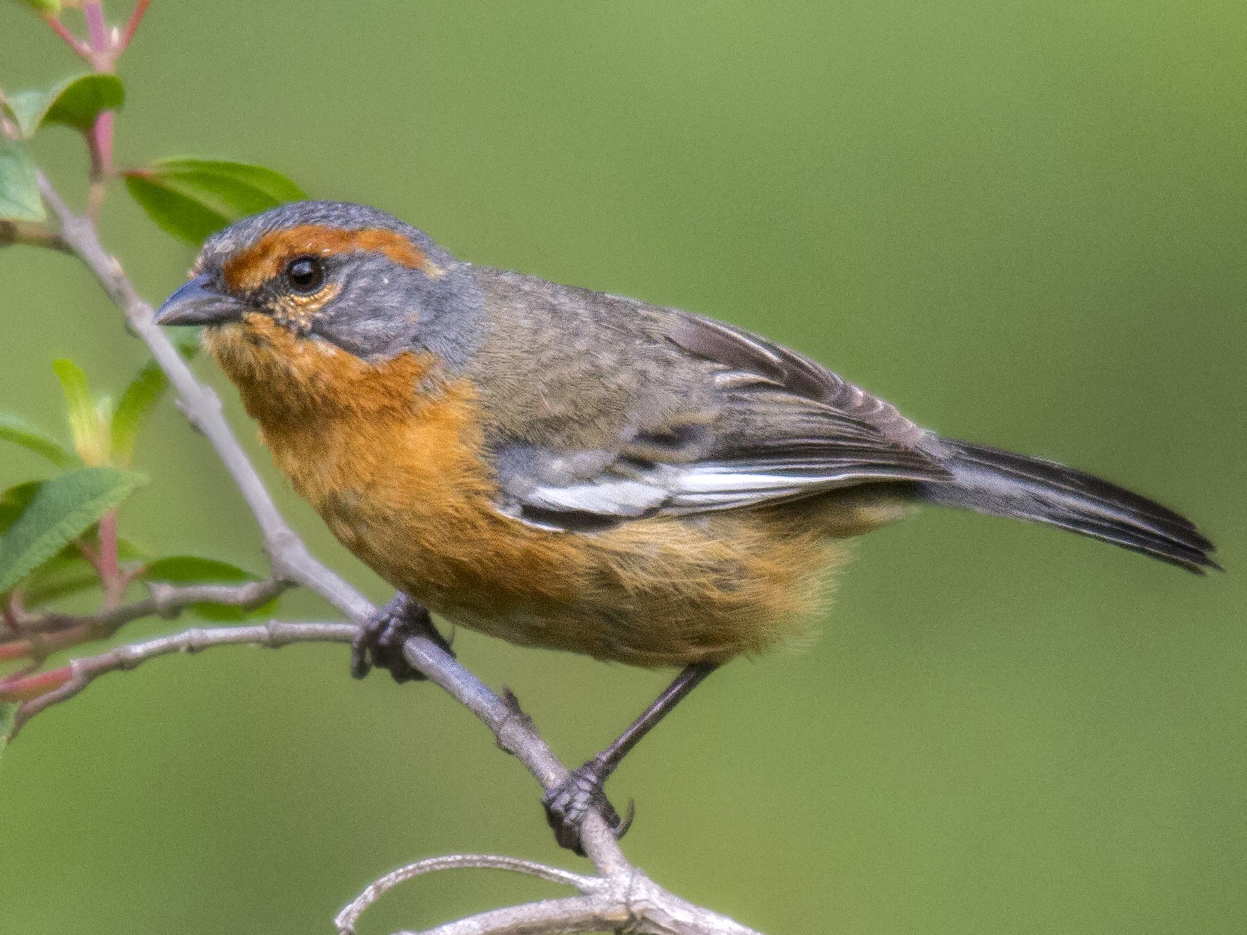 Rusty-browed Warbling Finch - eBird