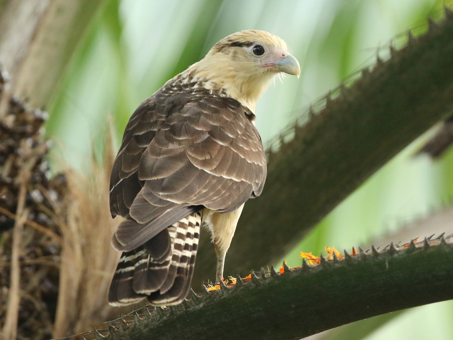 Yellow-headed Caracara - eBird