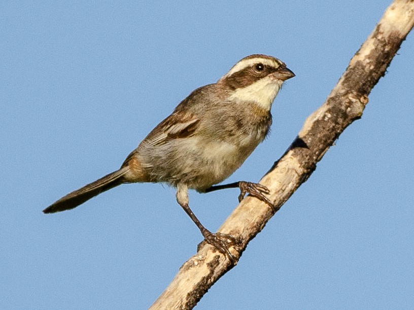 Ringed Warbling Finch - eBird
