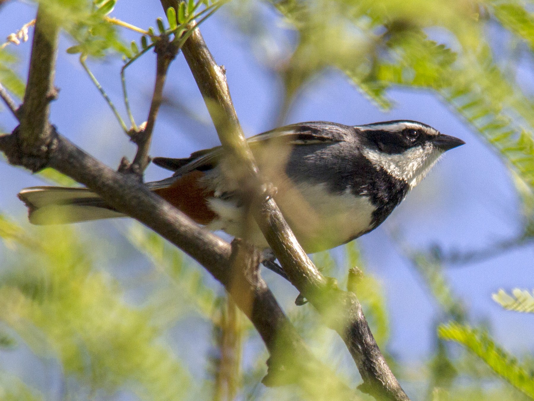 Ringed Warbling Finch - eBird