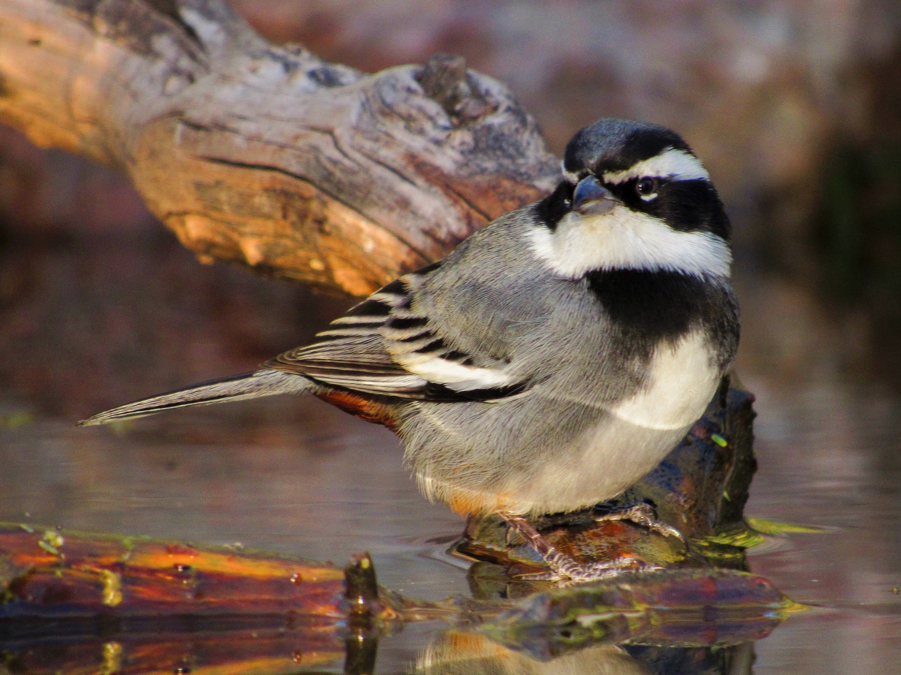 Ringed Warbling Finch - eBird