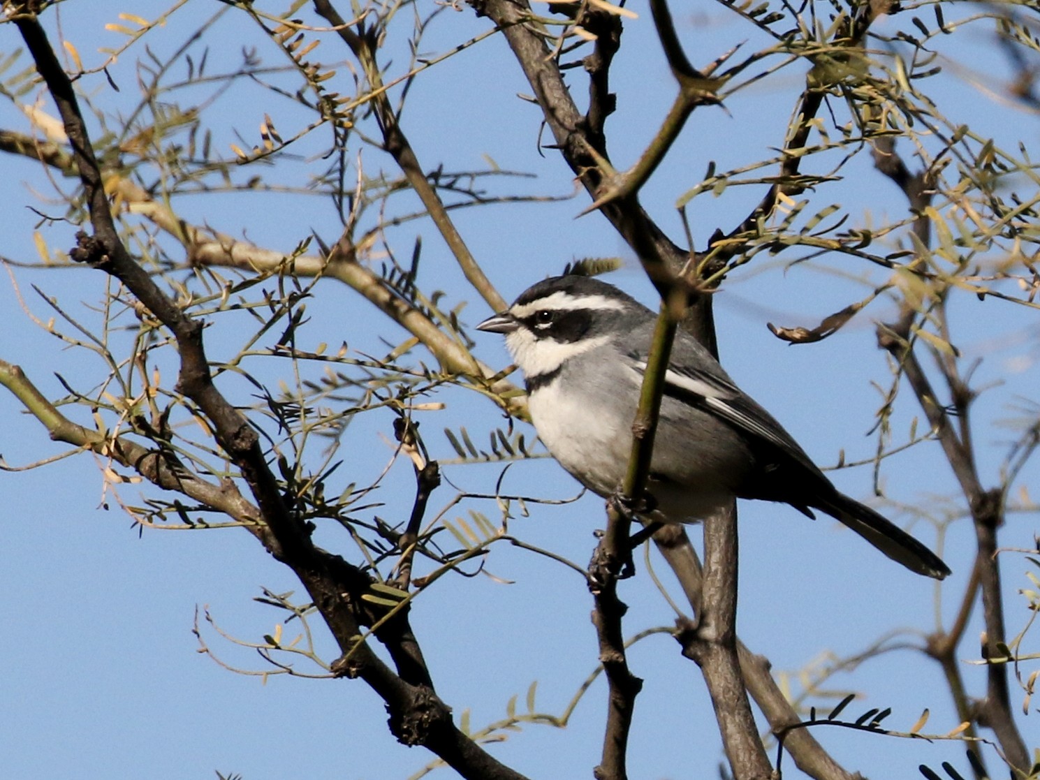 Monterita de Collar - eBird