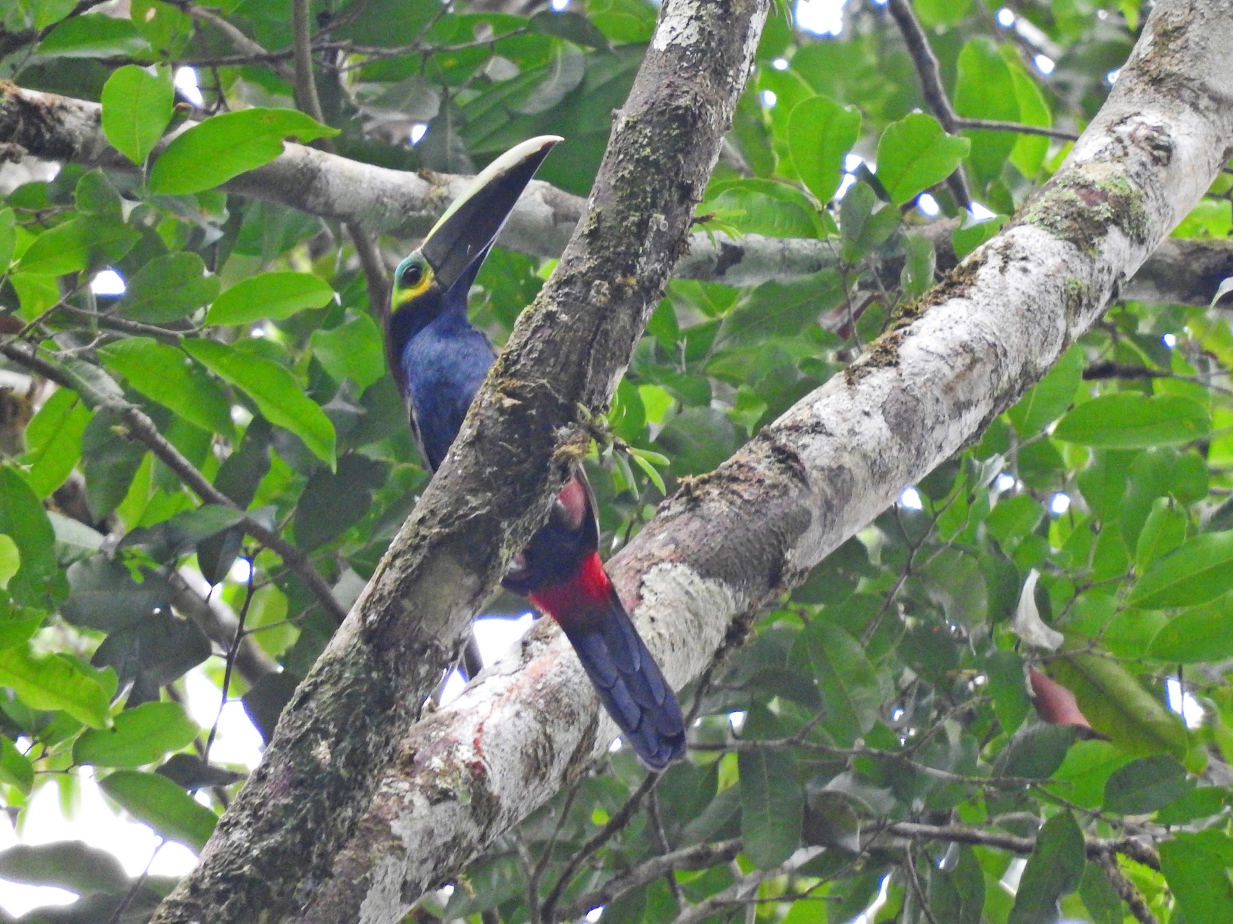 Yellow-eared Toucanet - eBird