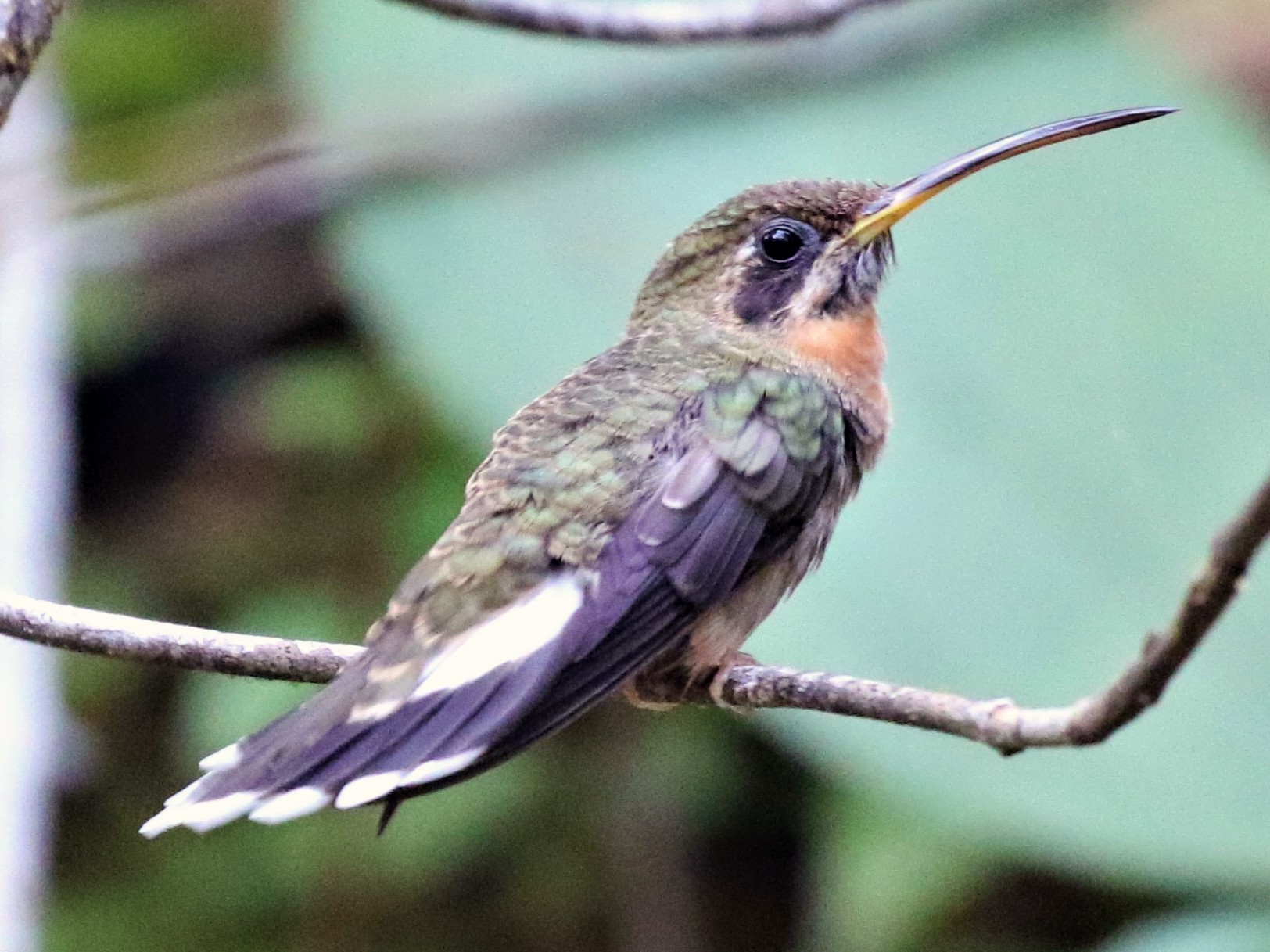 Band-tailed Barbthroat - eBird