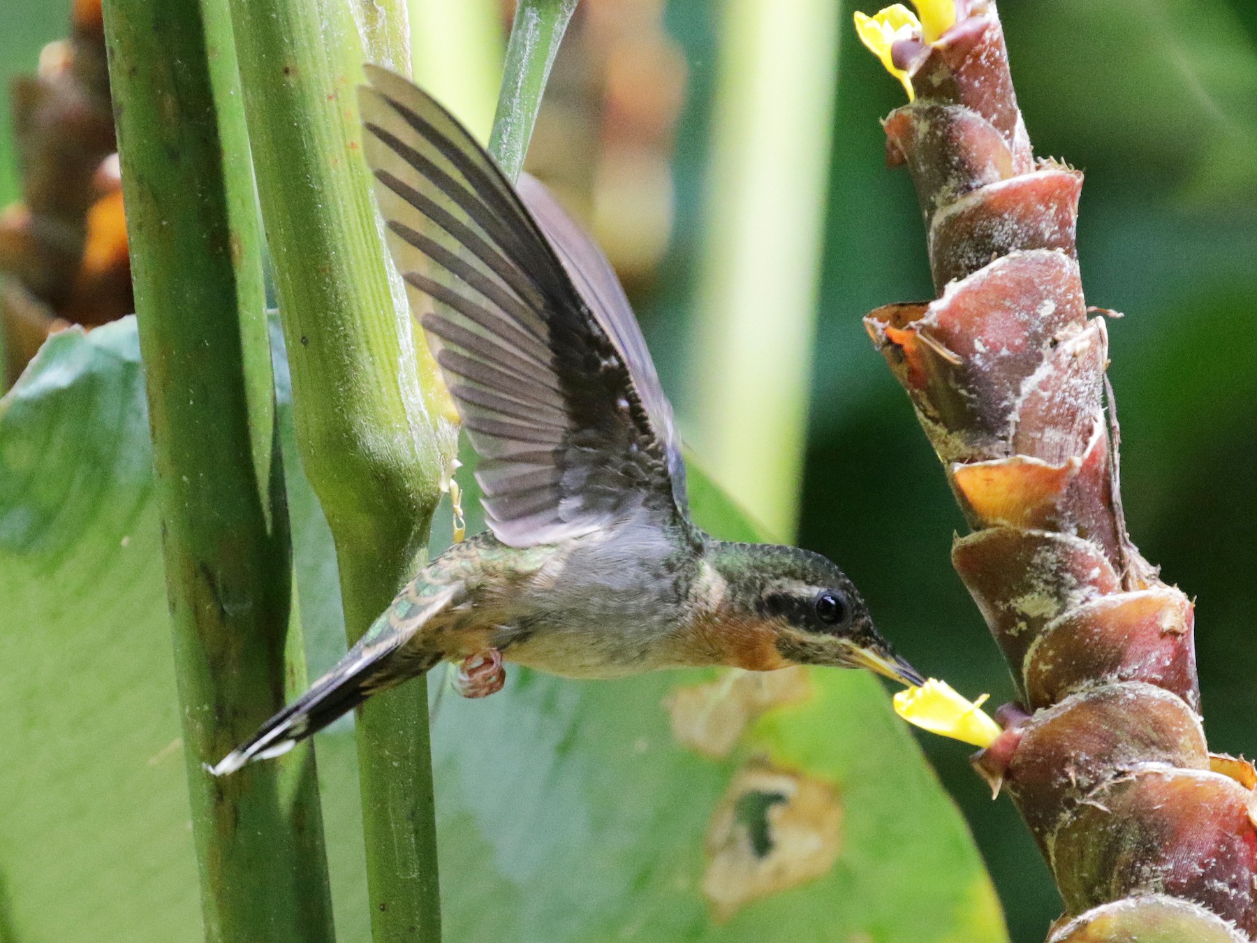 Band-tailed Barbthroat - eBird