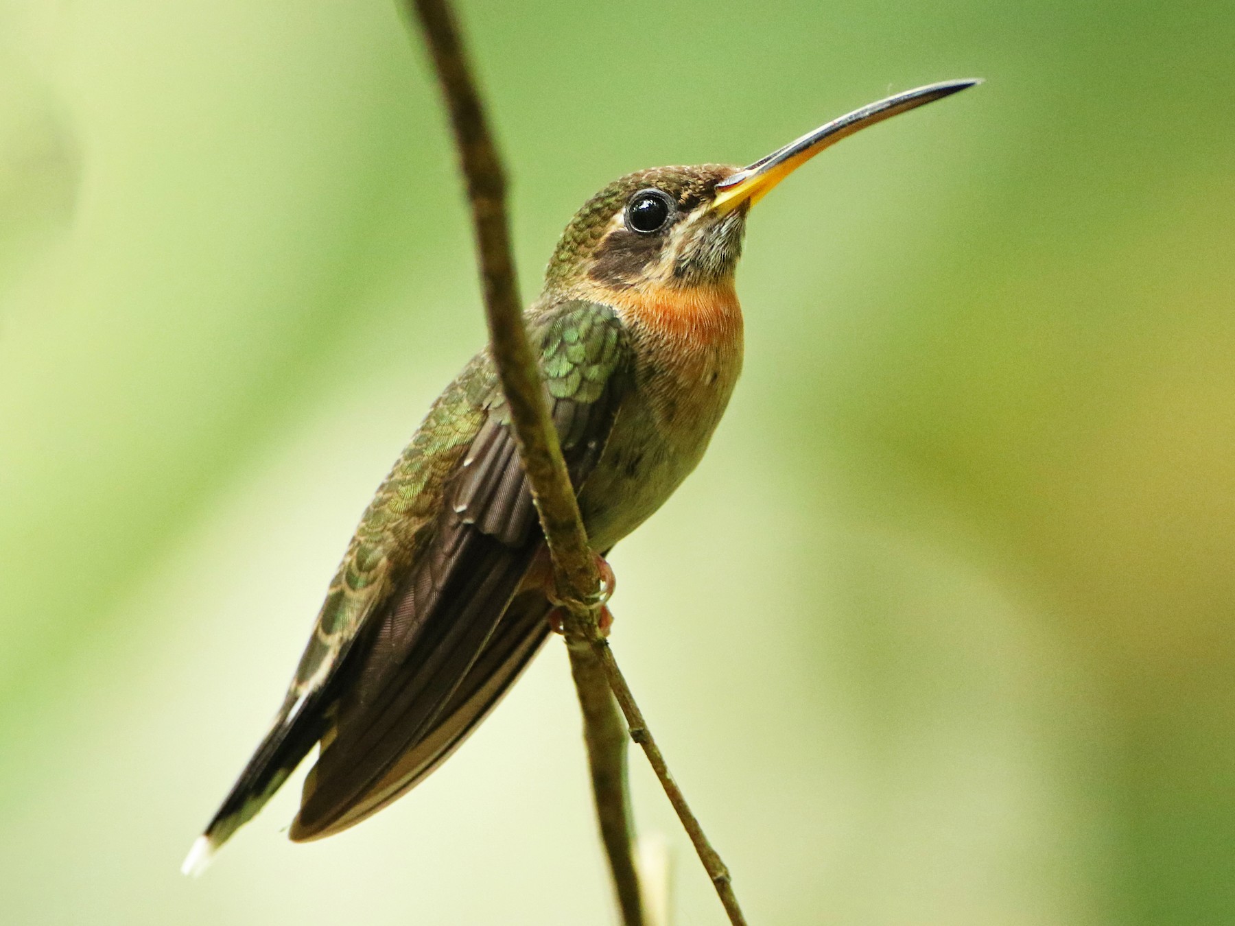Band-tailed Barbthroat - eBird