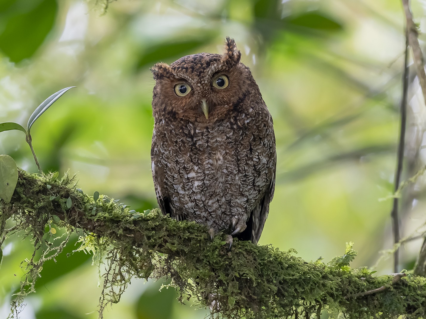 Bare-shanked Screech-Owl - eBird