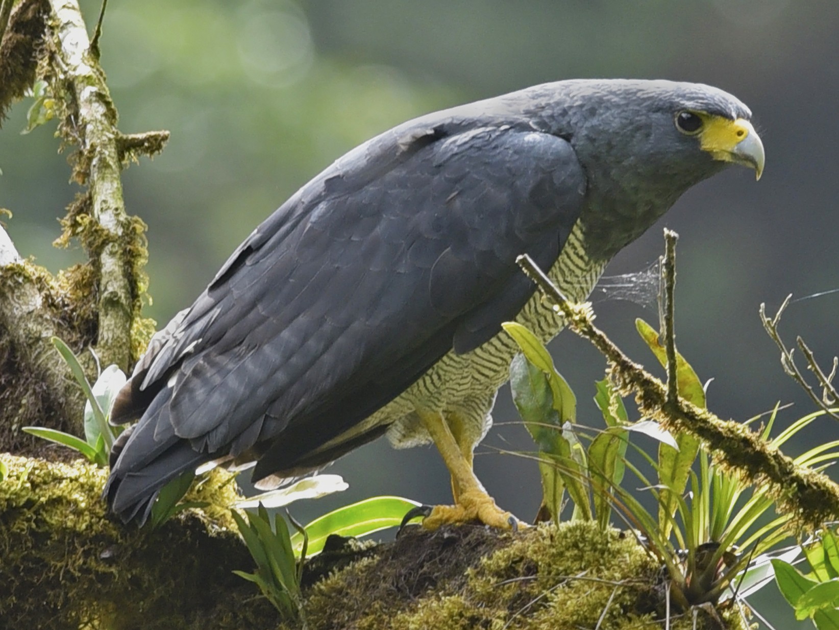 Barred Hawk - eBird