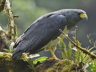 Barred Hawk - eBird