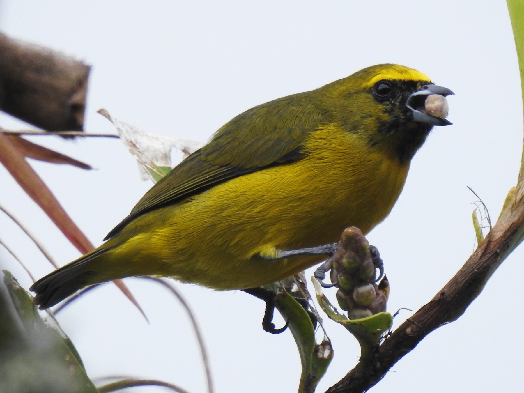 Yellow-crowned Euphonia - eBird