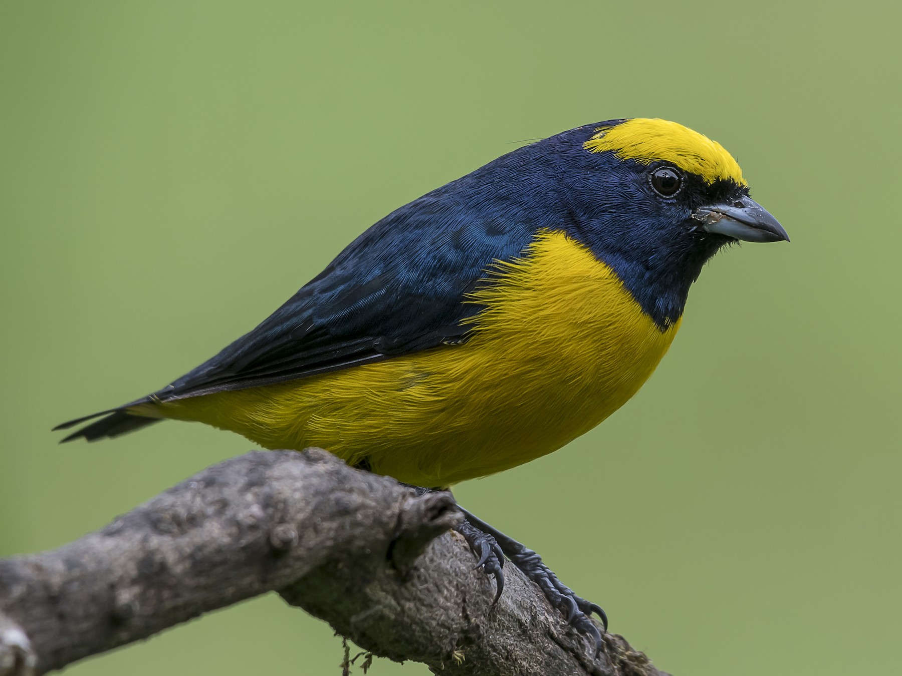 Yellow-crowned Euphonia - eBird