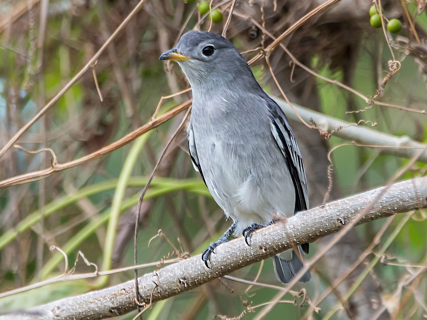 Yellow-billed Cotinga - eBird