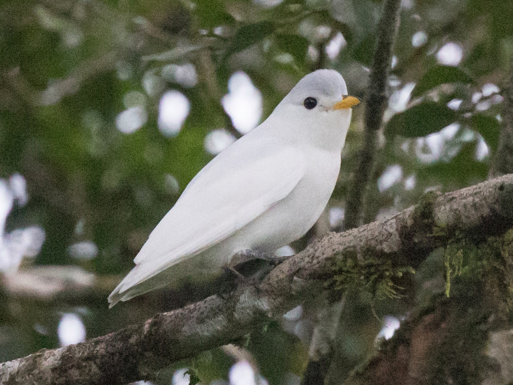Yellow-billed Cotinga - eBird