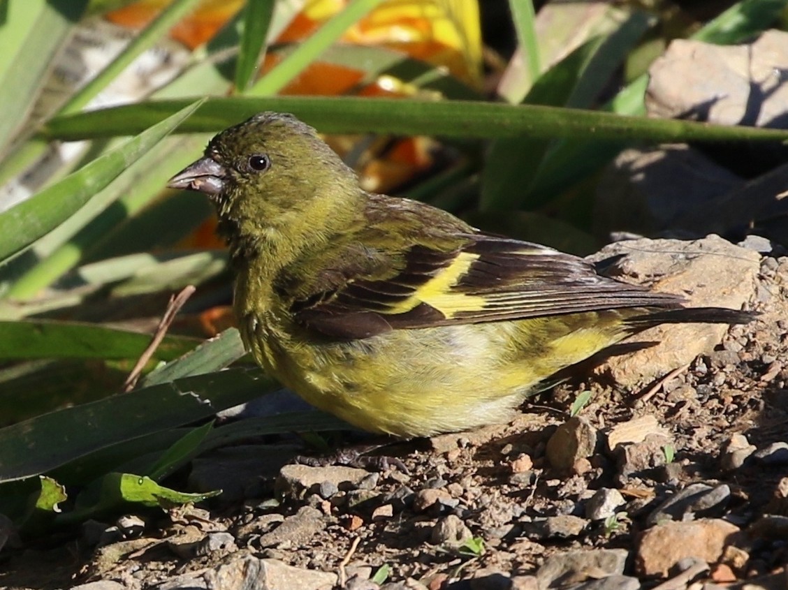 Yellow-bellied Siskin - eBird