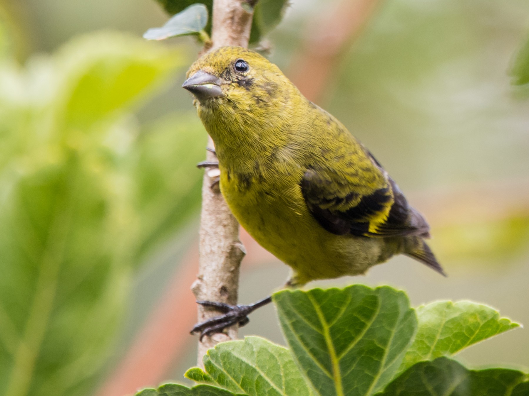 Yellow-bellied Siskin - eBird