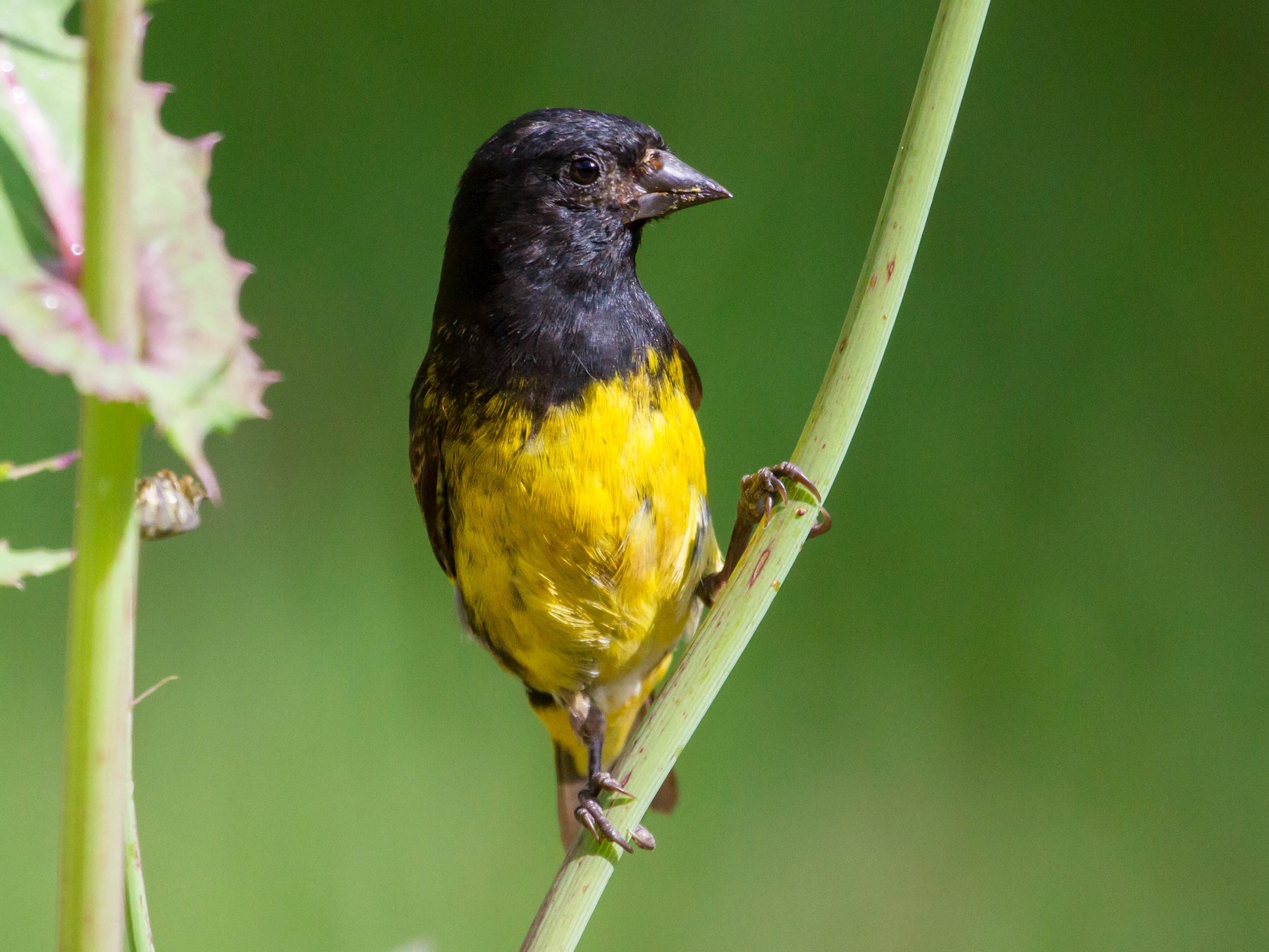 Yellow-bellied Siskin - eBird