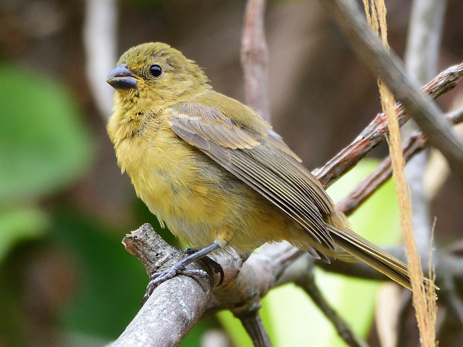 Yellow-bellied Seedeater - eBird