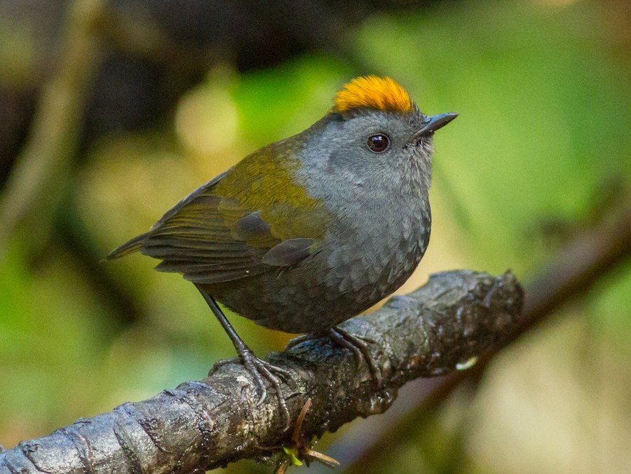 Zélédonie couronnée - eBird