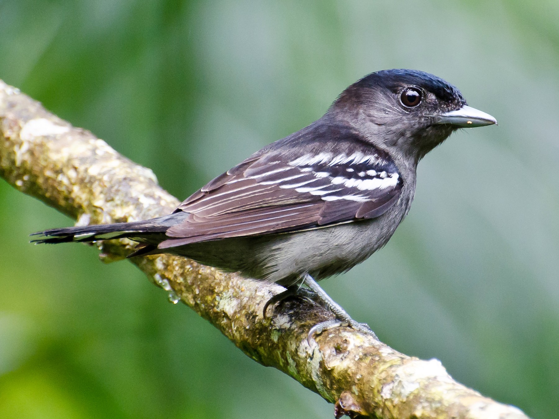 White-winged Becard - eBird
