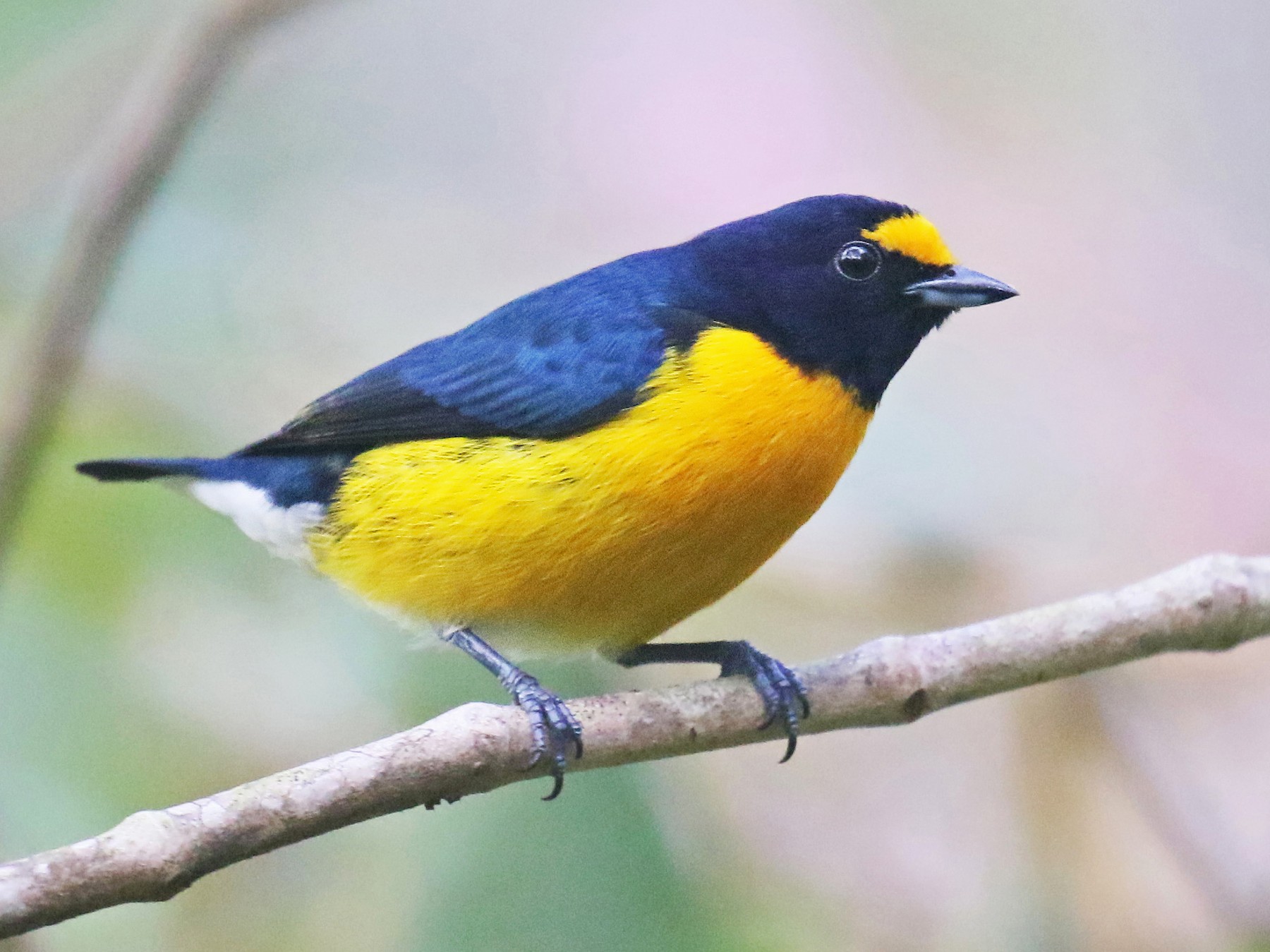 White-vented Euphonia - eBird