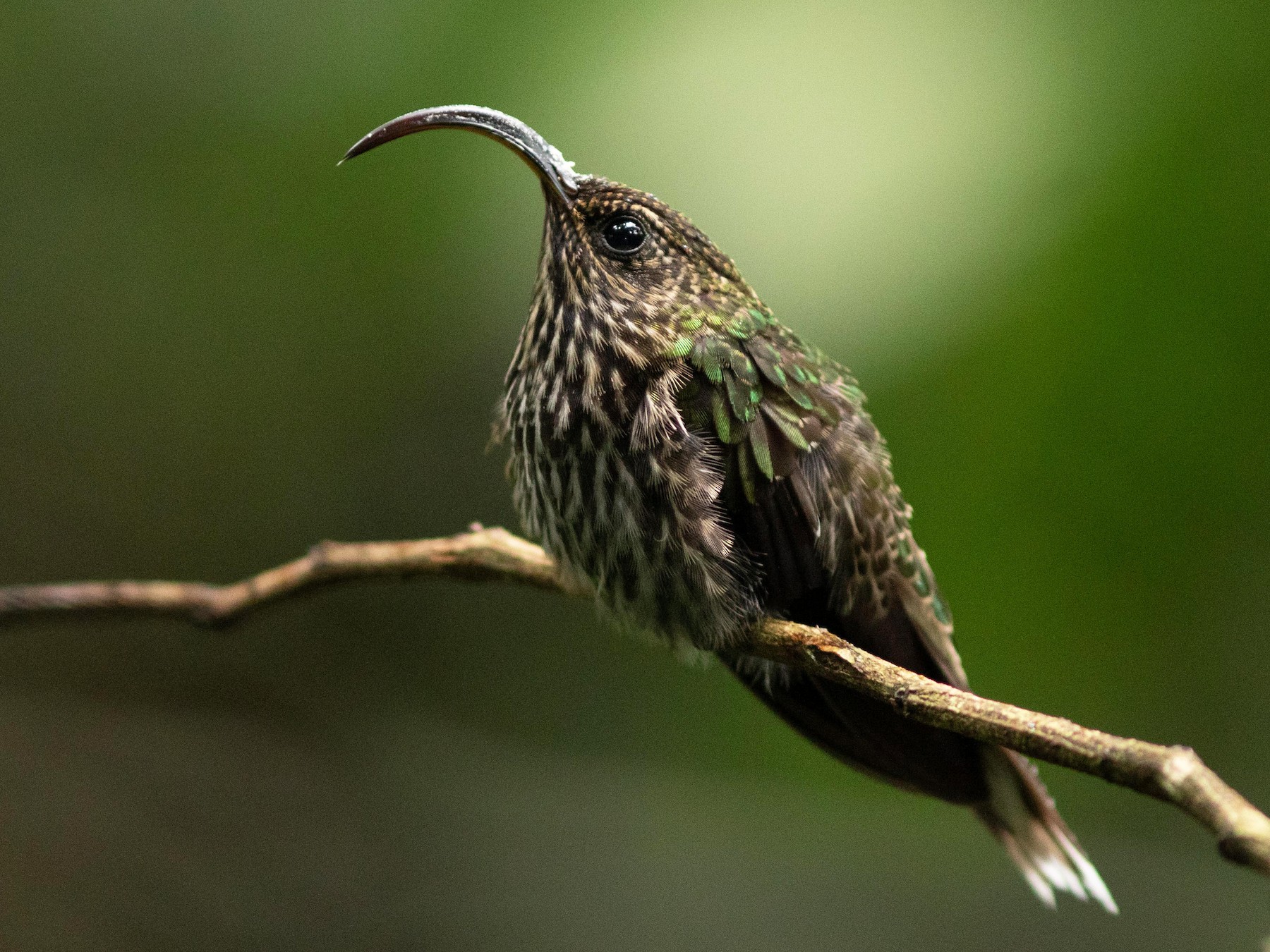 White-tipped Sicklebill - eBird